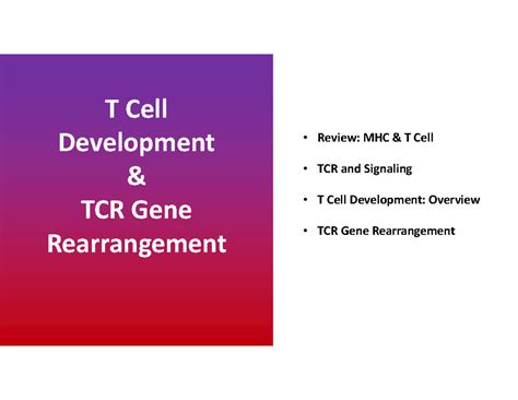 T Cell Development And Tcr Gene Rearrangement Lecture Notes