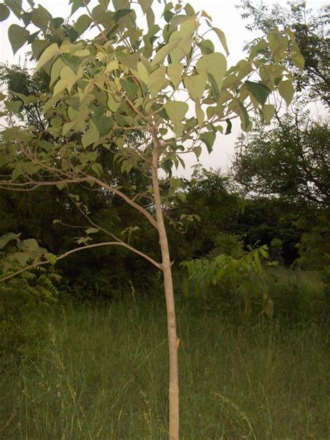 Malaina Seeds Bulk Malaina Seeds Buy Malaina Seeds