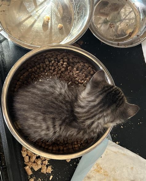 Cal Poly Cat Program Hi Friends If You Have A Passion For Cats And