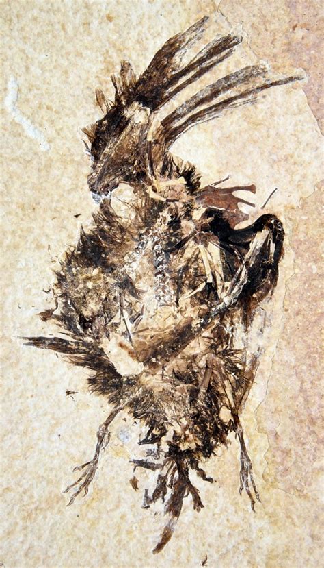 Fossil Bird Species Fossil Butte National Monument Us National