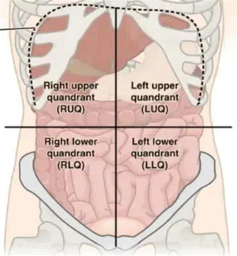 Quadrants Of Abdomen And Contents