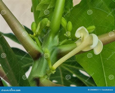 Yellowish White Flower Of The Papaya Plant Or Carica Papaya Stock