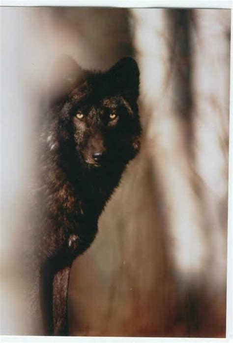 Hidden Wolves Cavern Mackenzie