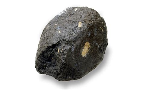 Homo Habilis An Early Maker Of Stone Tools Natural History Museum