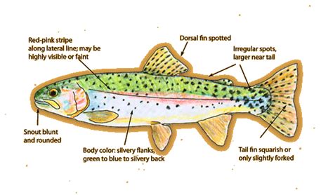 Rainbow Trout Identification Wild Trout Streams