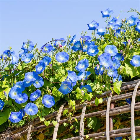 Heavenly Blue Morning Glory
