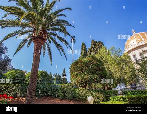 View On Terraces Of The Shrine Of The Bab With Palm Tree And Part Of