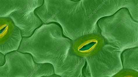 Leaf Stomata Sem Stock Video Clip K006 8053 Science Photo Library