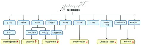 Signaling Pathways Altered By Fucoxanthin Fucoxanthin Alters