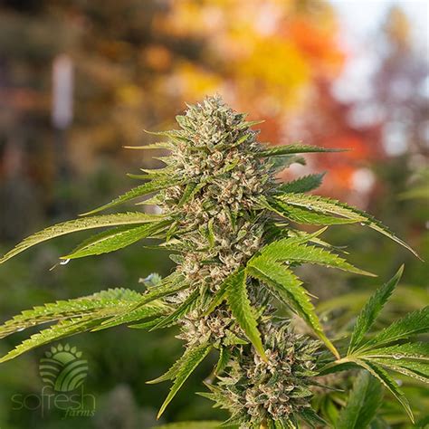 Cannabis In The Fall Oregons Finest