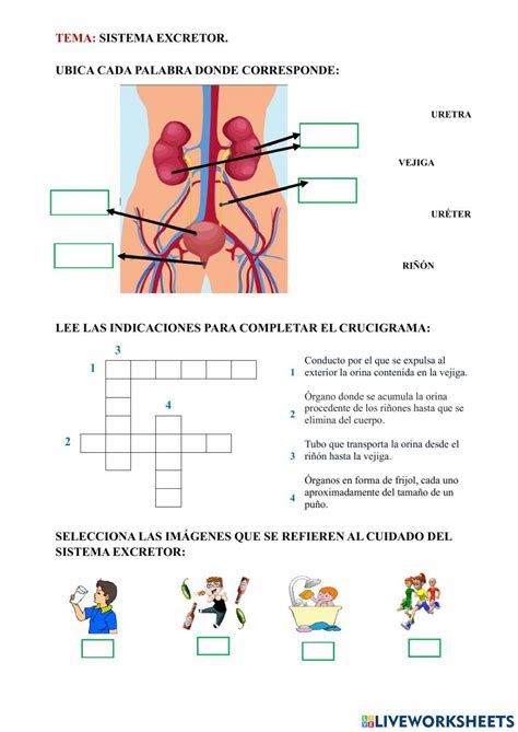 Sistema Excretor Free Interactive Worksheets 7069033