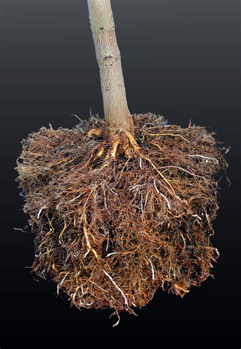 Air Pot Kits The Number 1 Best Container For Fantastic Roots Hardy