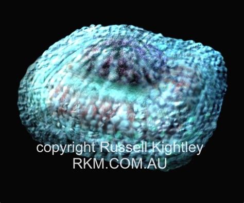 Smallpox Virus Pictures Virion External Morphology Graphic Illustration By Russell Kightley Media