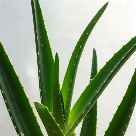 I Was Shocked Show Result I Stuck A Cutting In Aloe And Its All In The Roots Home Garden Tips