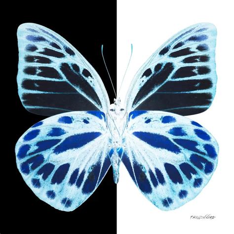Miss Butterfly Xuthus X Ray Bl Canvas Wall Art Philippe Hugonnard