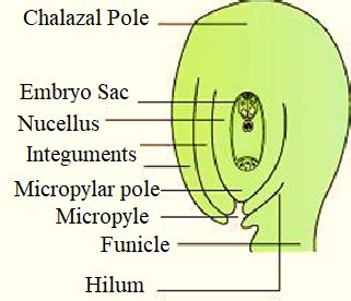 The Point Of Attachment Of Funicle With The Chalazal End Is Called Asa
