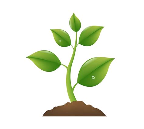 Premium Vector Green Sprout With White Background