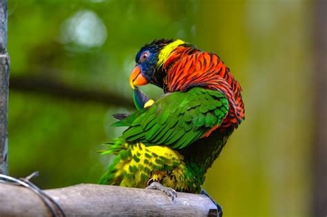 Close Up Of Parrot Perching On A Leaf Premium Photo