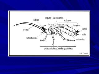 Introduccion A La Entomologia Cucarachas Ecosoluciones Ppt
