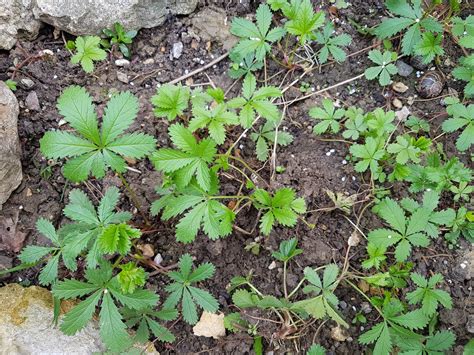 ‘nuisance Garden Plants Gp And Human Dr Kathryn Hayman