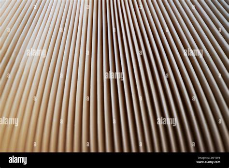 Psychedelic Lines Abstract Pattern Texture With Wavy Curves Stripes Lines Colorful Design