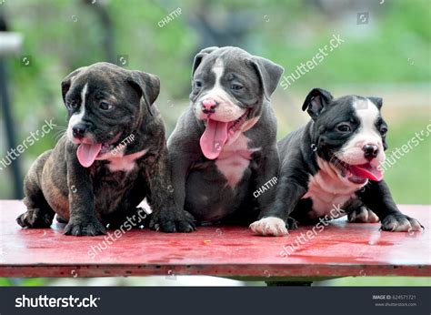 Black Bully Puppies