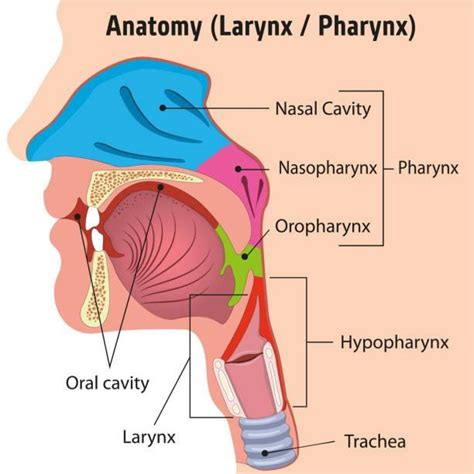 Pharynx Functions And Structure Of The Throat
