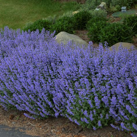 Nepeta ‘dropmore Lambley Nursery
