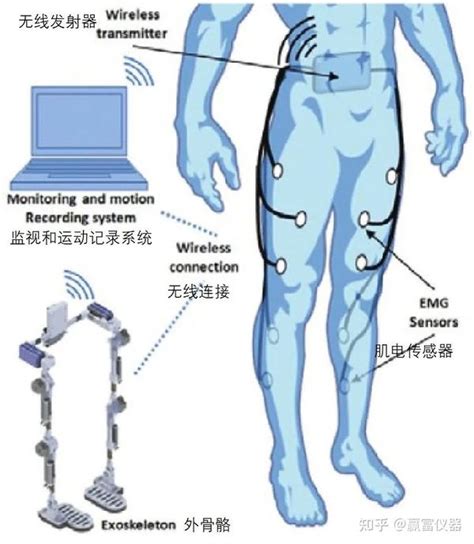 表面肌电信号在人机交互中的应用 知乎
