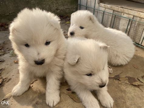 Sibirski Samojed Psi I Štenad Olx Ba