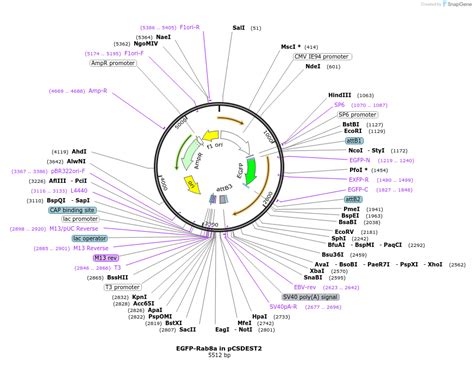 Addgene Egfp Rab8a In Pcsdest2