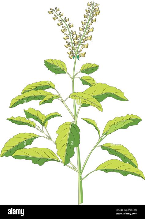 Plant Vector Illustration Stock Vector Image And Art Alamy