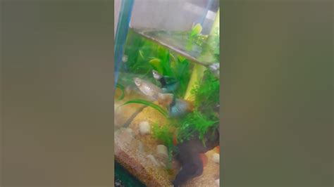 어항 내부 소개 Youtube