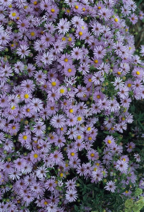 Aromatic Aster Archives Dyck Arboretum