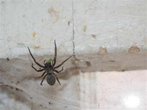 The Black House Spider Or Common Black Spider Badumna Insignis Is A