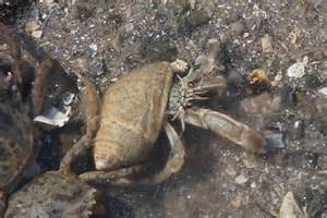 Hermit Crab Id Pagurus Longicarpus Bugguidenet