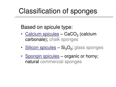 Ppt Phylum Porifera The Sponges Powerpoint Presentation Free