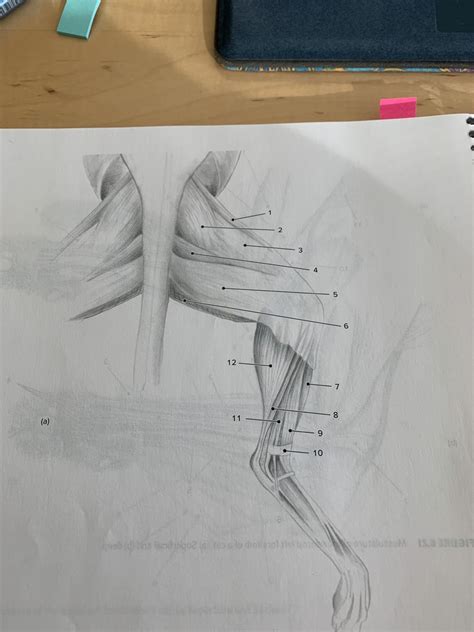 Bio 324 Practical 2 Figure 6 22a Diagram Quizlet