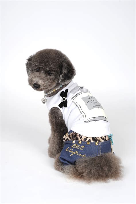 Cuun Cover Dog Model Audition2012 Dog Modeling Small Dog Breeds Pet