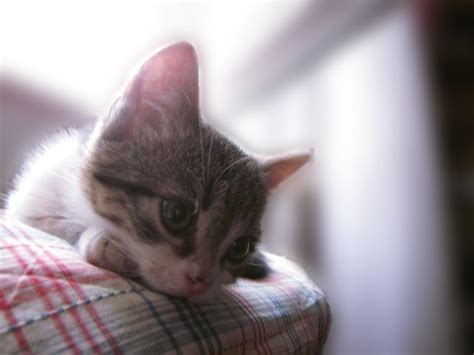 The Devilishly Cute Cat