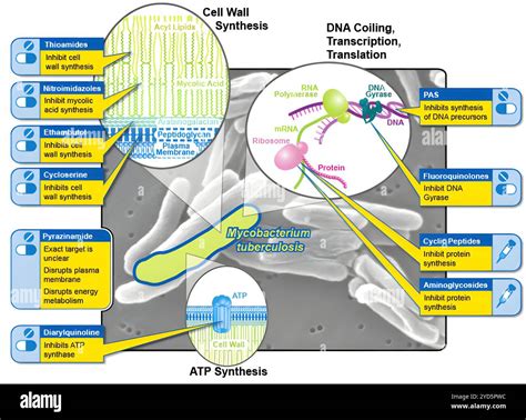 Tuberculosis Drugs Target Various Aspects Of Mycobacterium Tuberculosis Biology Including