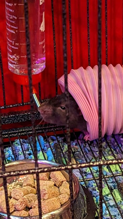 Abyssinian Grass Rat For Sale In Phoenix 9 Petzlover