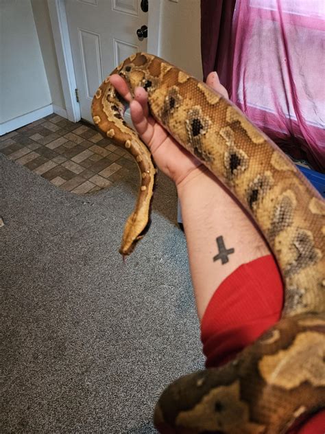New Blood Python Rsnakes