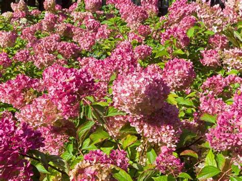 7 Helpful Strawberry Sundae Hydrangea Care Tips Hydrangea Love
