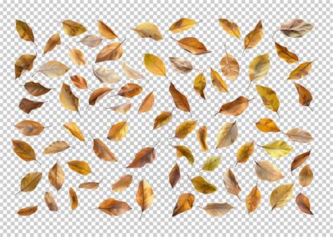 Premium Psd Leafs Isolated Transparency Background