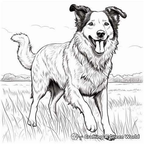 Border Collie Coloring Pages Free And Printable