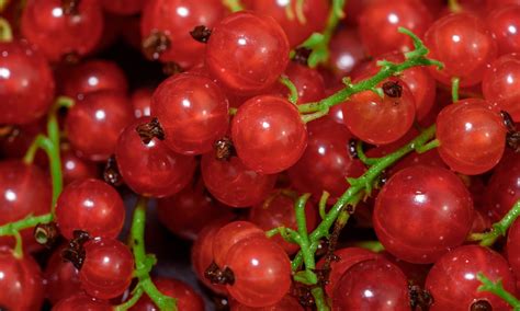 Discover The Hidden Health Benefits Of Red Currants