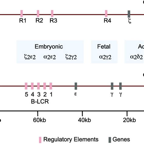 Differences In The Structure And Function Of The A And B Globin Gene