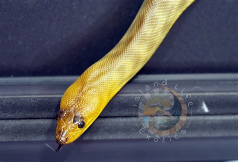 Island Life Exotics