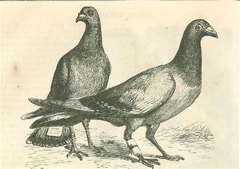 Carrier Pigeon Realistic Drawing Drawing Skill